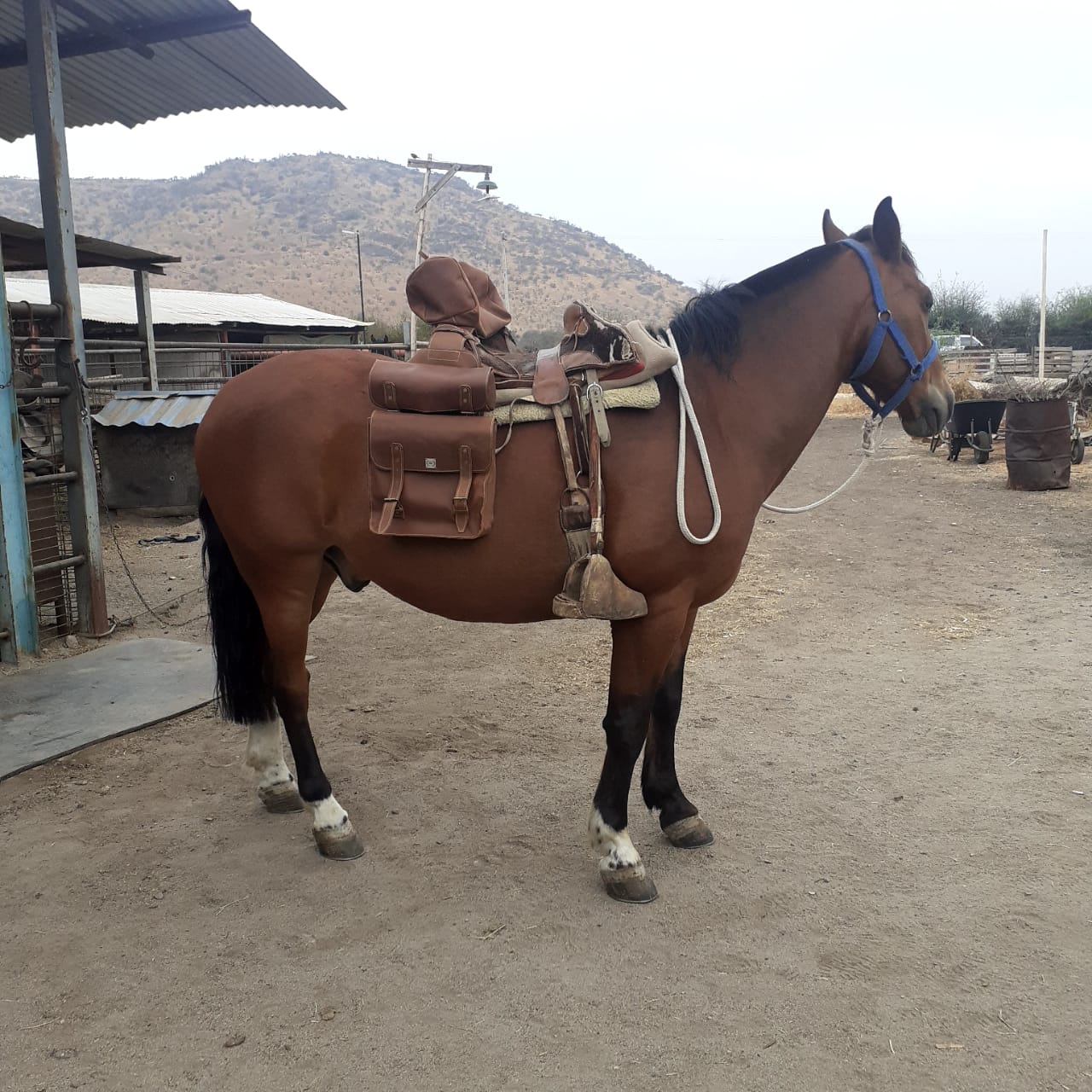 Alforja para caballo - Bambu Cuero